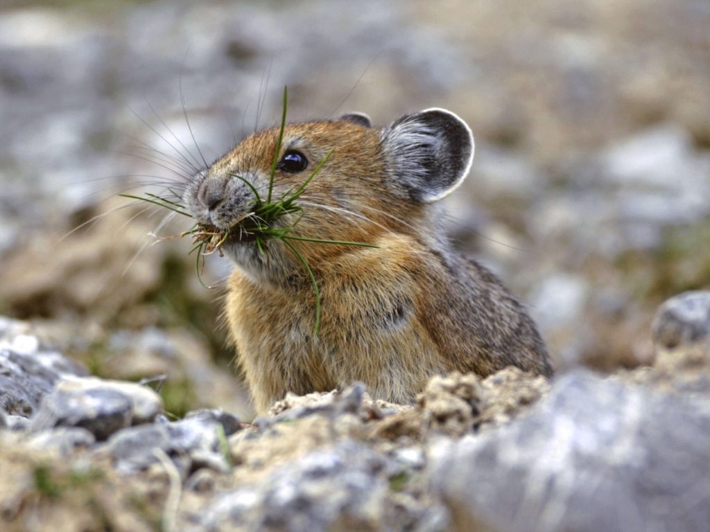 Curious Nature: The perils of the pika | VailDaily.com